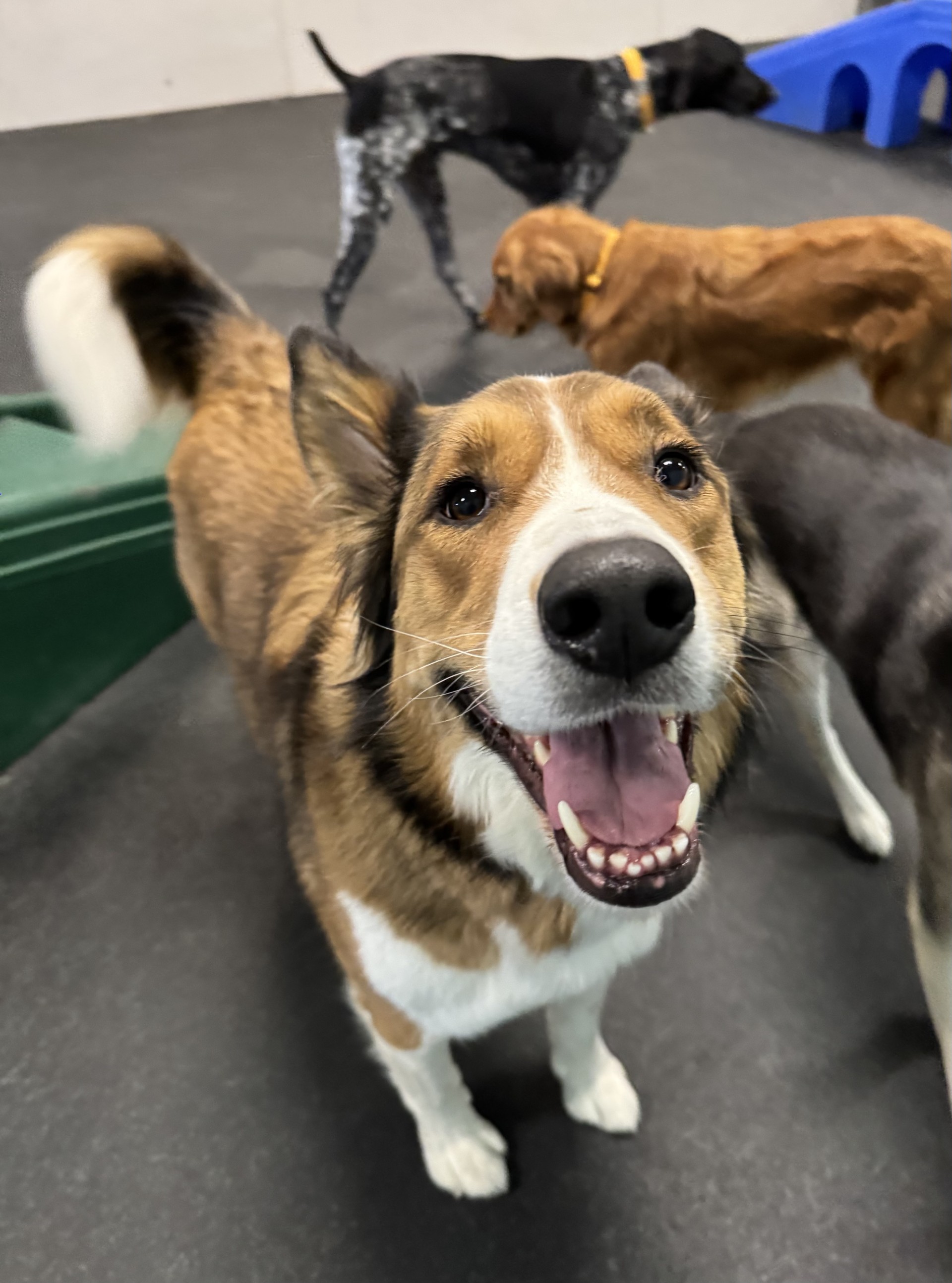 The Park Dog Day Care